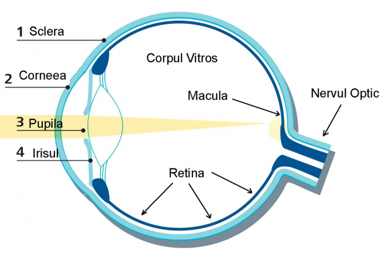 Dezlipirea de retină - Q Vision